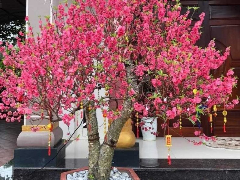 Các loại hoa chơi tết rực rỡ mang ý nghĩa tốt lành